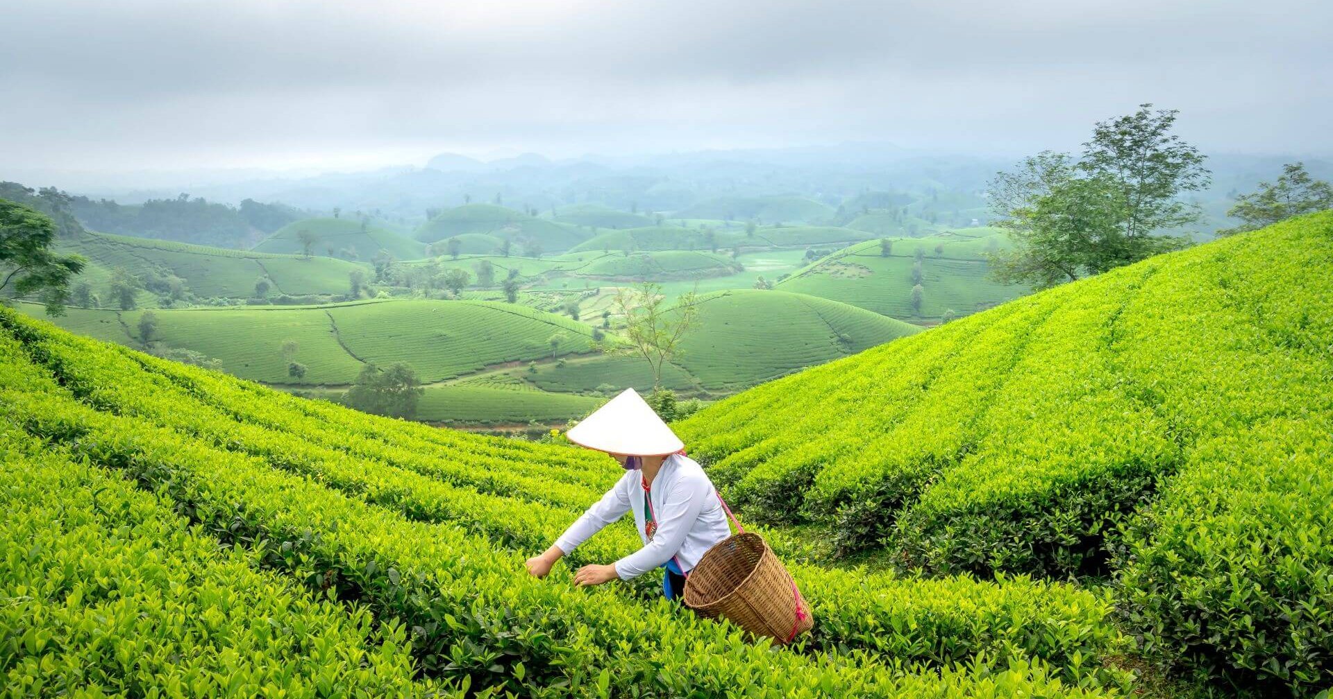 Selective Ultra Trace Headspace Analysis of Volatiles using ITEX DHS